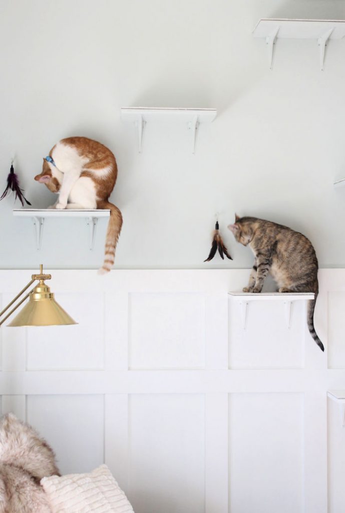 16 Creative DIY Cat Shelves and Cat Wall Ideas - Blitsy