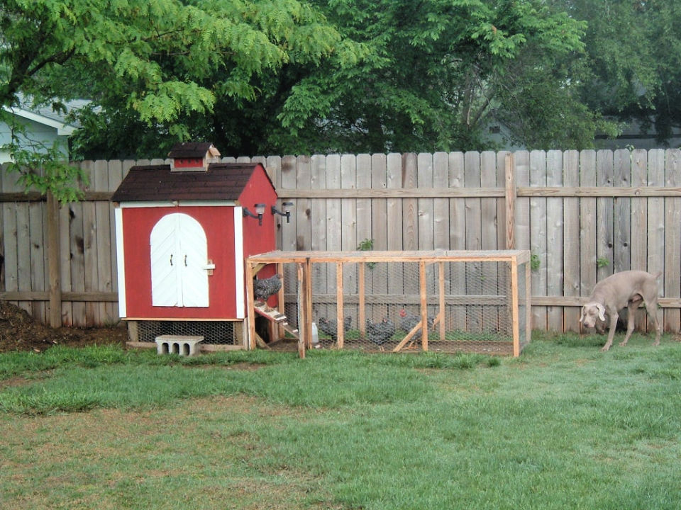 40 DIY Chicken Coop Plans (Ultimate Guide) - Blitsy