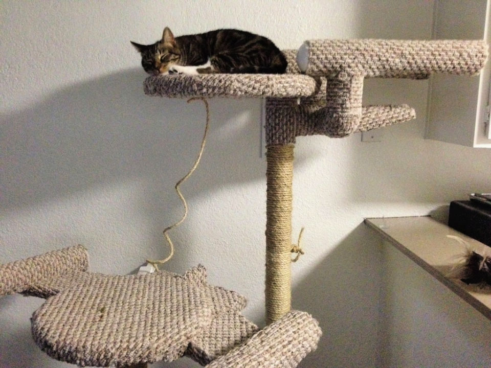 25 Free DIY Cat Tree Plans with Detailed Instructions - Blitsy
