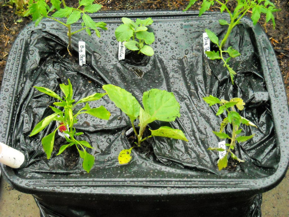 DIY Grow Box: 25 Ideas with Pictures - Blitsy