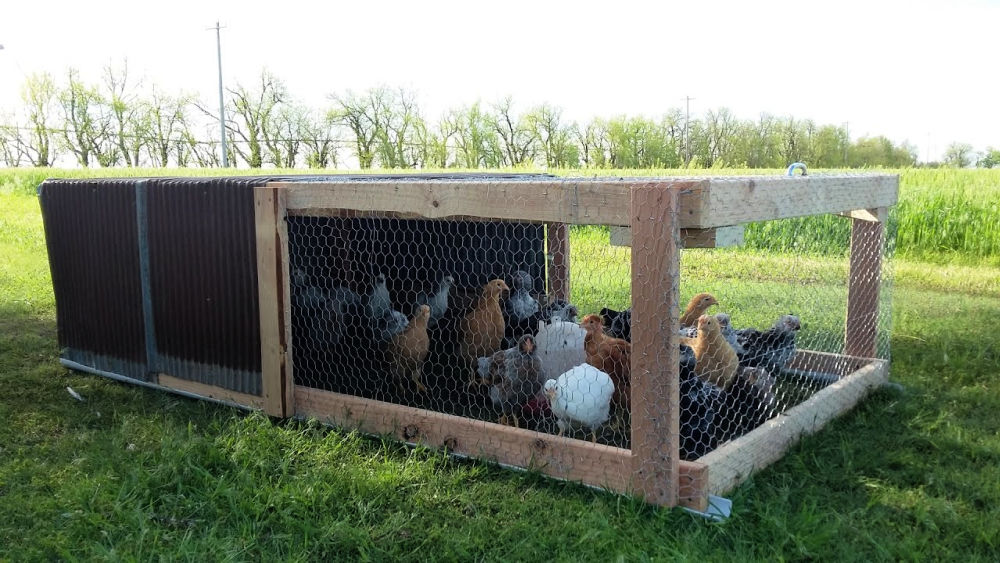 DIY Chicken Tractor (25 Free Plans) - Blitsy