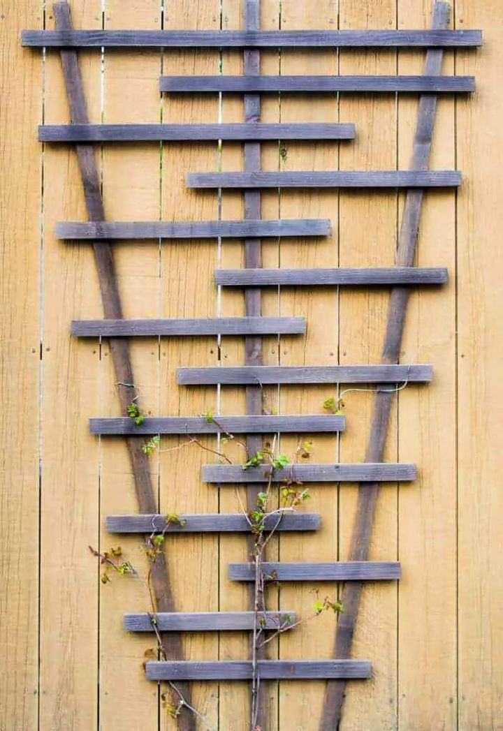 25 Unique Trellis Ideas With Pictures - Blitsy