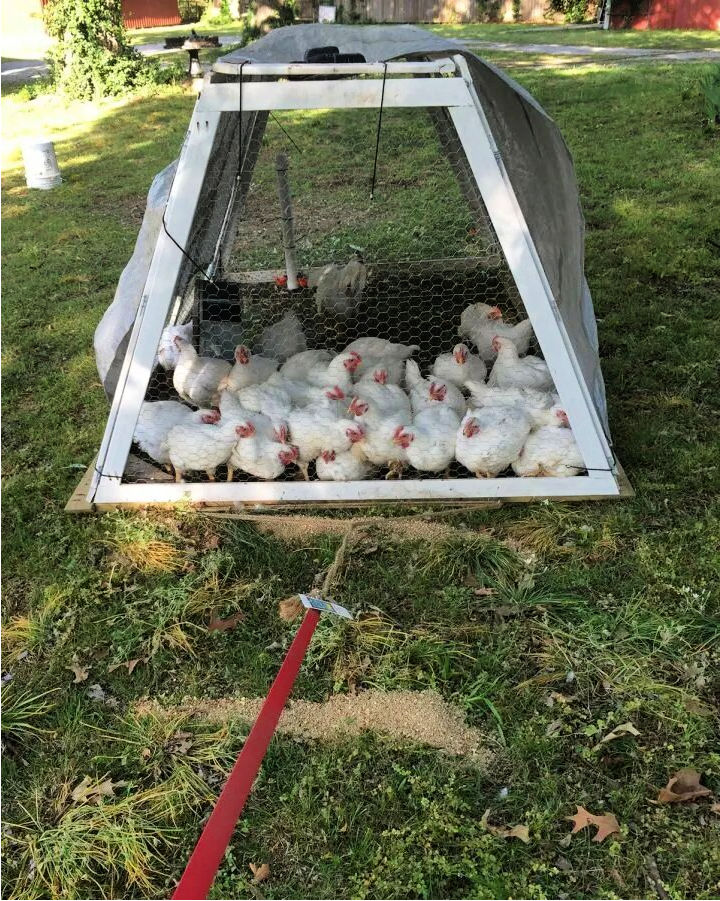 DIY Chicken Tractor (25 Free Plans) - Blitsy