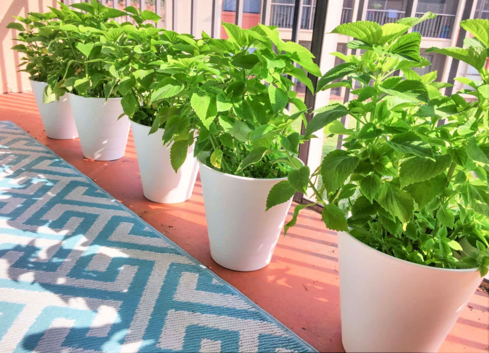 40 Decorative DIY Flower Pot Ideas to Display Plants - Blitsy