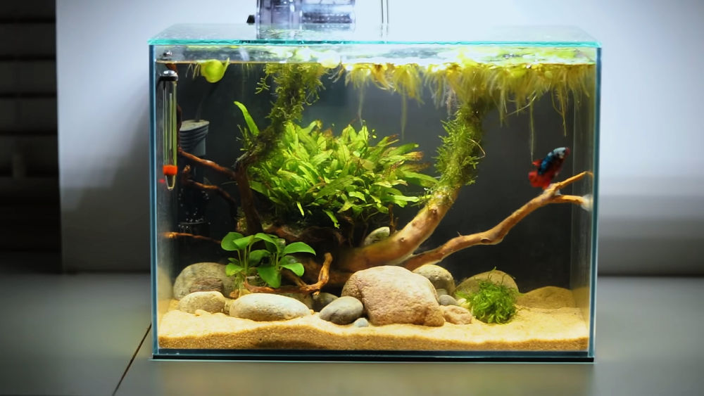 DIY Fish Tank (20 Free Plans) - Blitsy