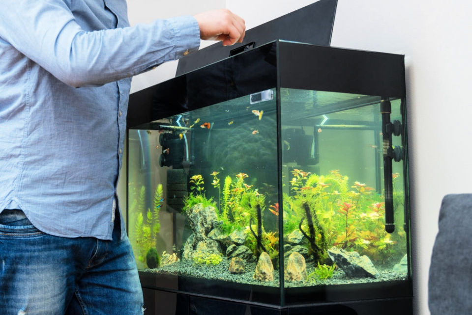DIY Fish Tank (20 Free Plans) - Blitsy