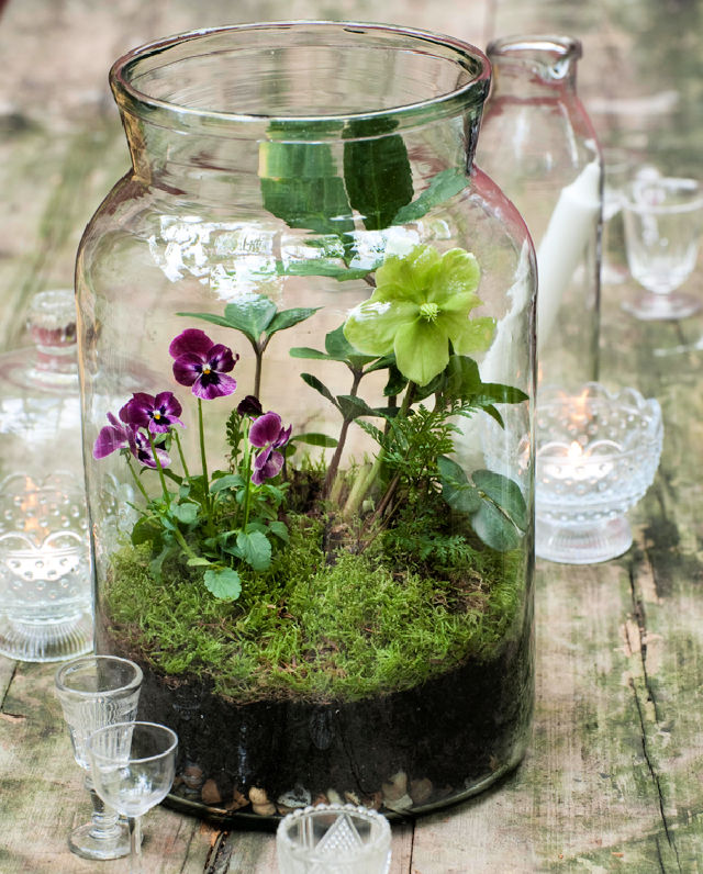 How to Make a Terrarium - Step by Step Guide - Blitsy