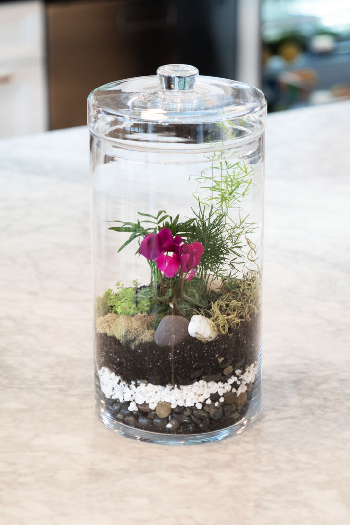 How to Make a Terrarium - Step by Step Guide - Blitsy