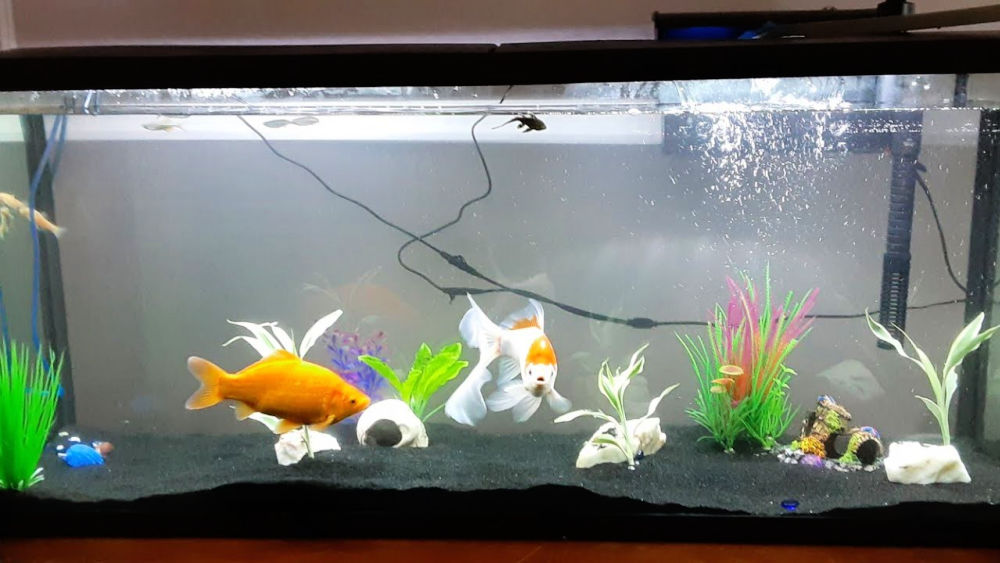 DIY Fish Tank (20 Free Plans) - Blitsy