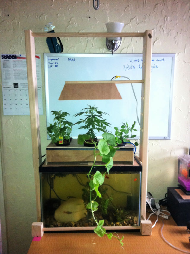 20 Useful DIY Aquaponics Systems and Plans - Blitsy
