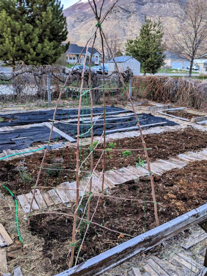 DIY Pea Trellis: 20 Ideas to Support Peas - Blitsy