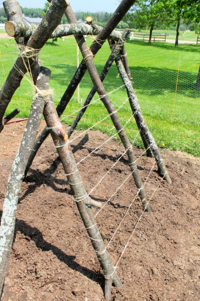 DIY Pea Trellis: 20 Ideas to Support Peas - Blitsy