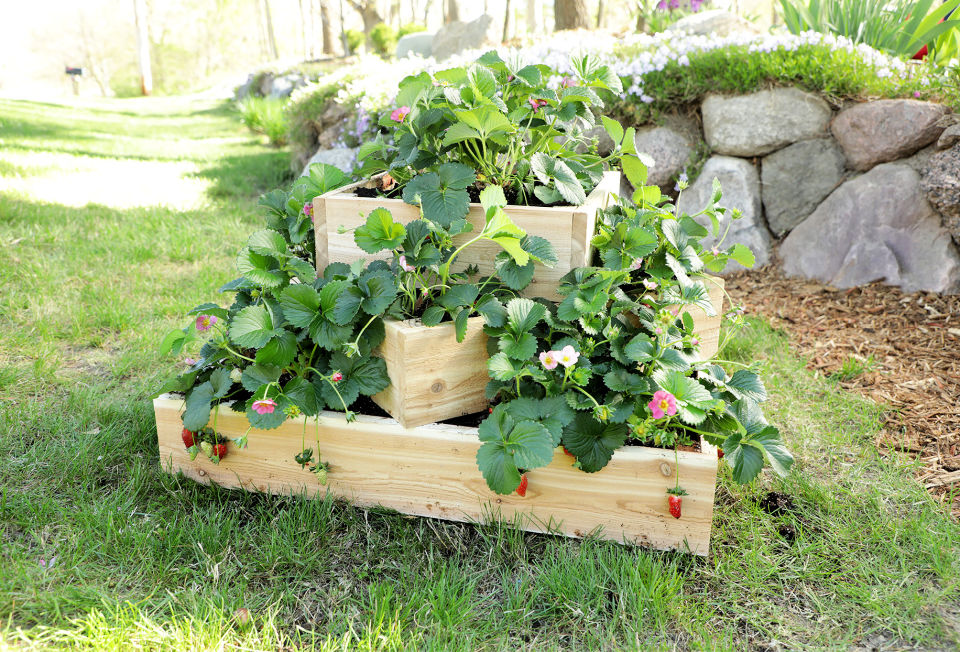 DIY Strawberry Planter: A Quick & Easy Guide