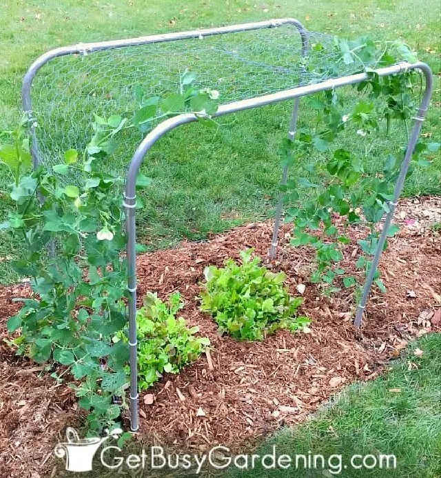 DIY Pea Trellis: 20 Ideas to Support Peas - Blitsy