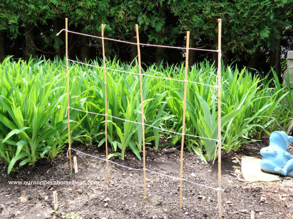 DIY Pea Trellis: 20 Ideas to Support Peas - Blitsy