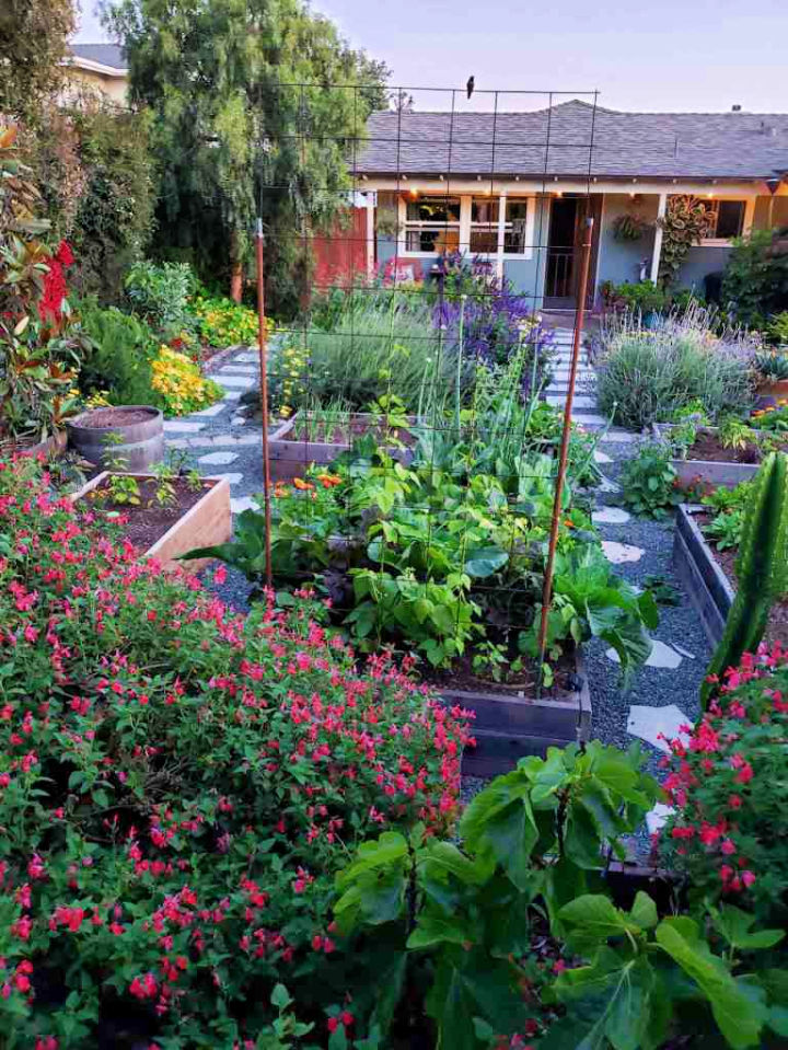 DIY Pea Trellis: 20 Ideas to Support Peas - Blitsy