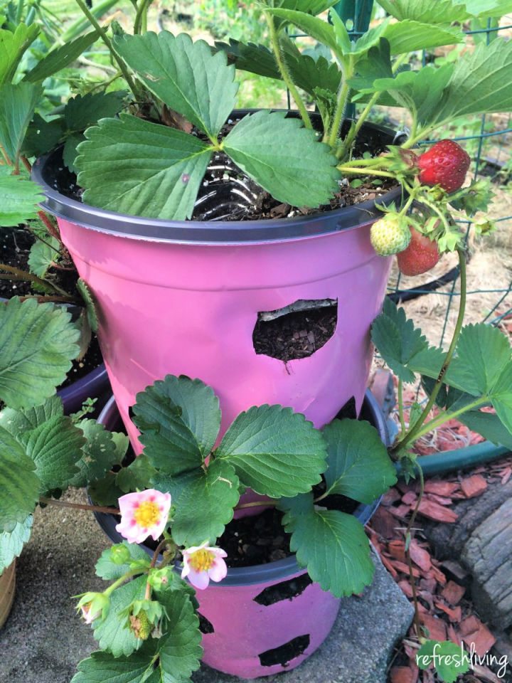 DIY Strawberry Planter: A Quick & Easy Guide