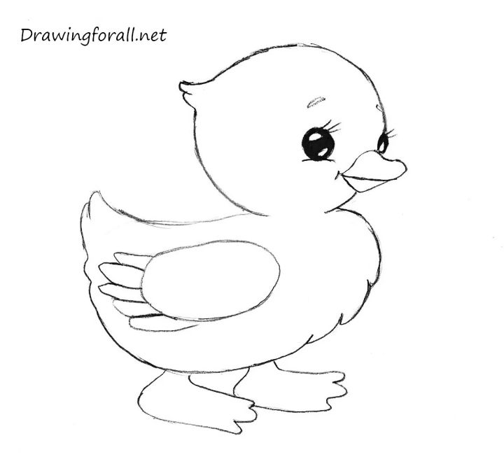 25 Easy Chicken Drawing Ideas - How to Draw a Chicken