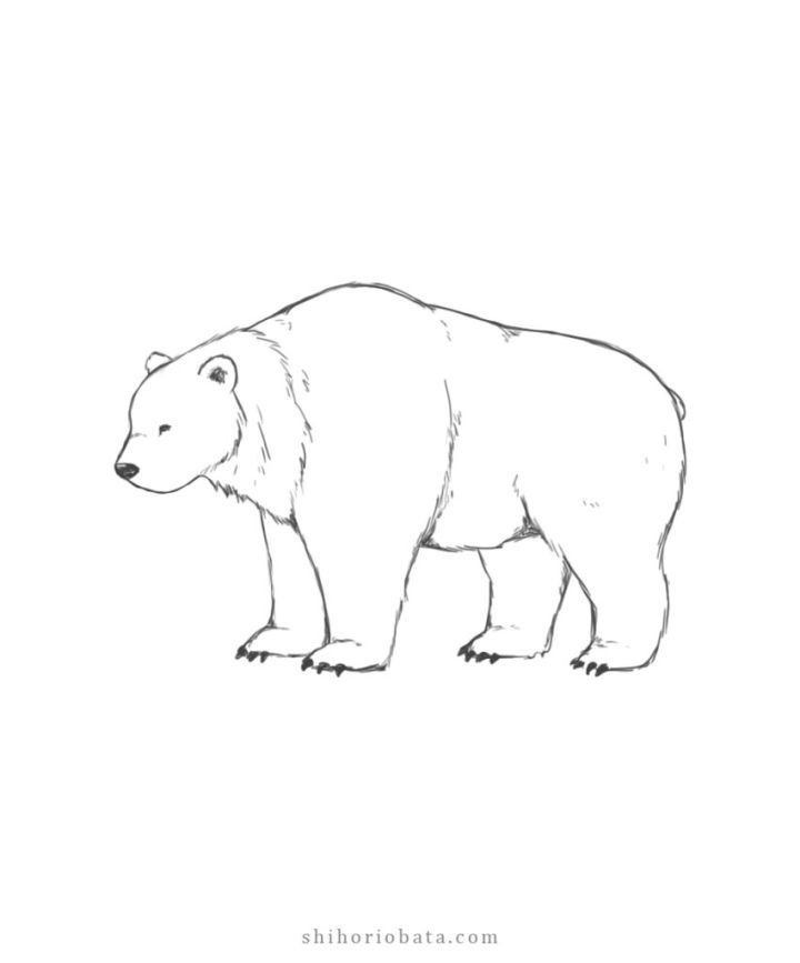 25 Easy Bear Drawing Ideas - How to Draw a Bear