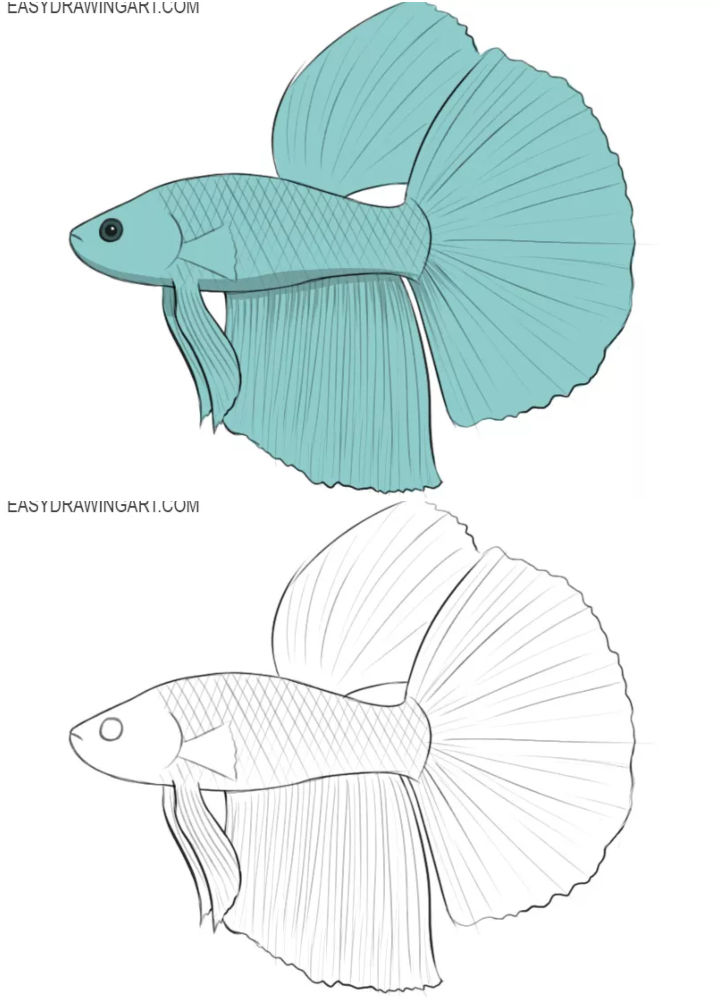 25 Easy Fish Drawing Ideas - How to Draw a Fish