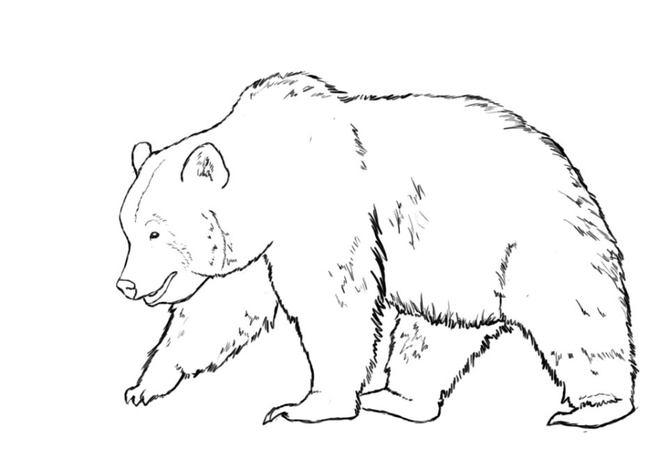 25 Easy Bear Drawing Ideas - How to Draw a Bear