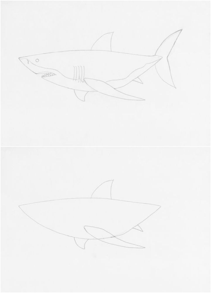 25 Easy Shark Drawing Ideas - How to Draw a Shark