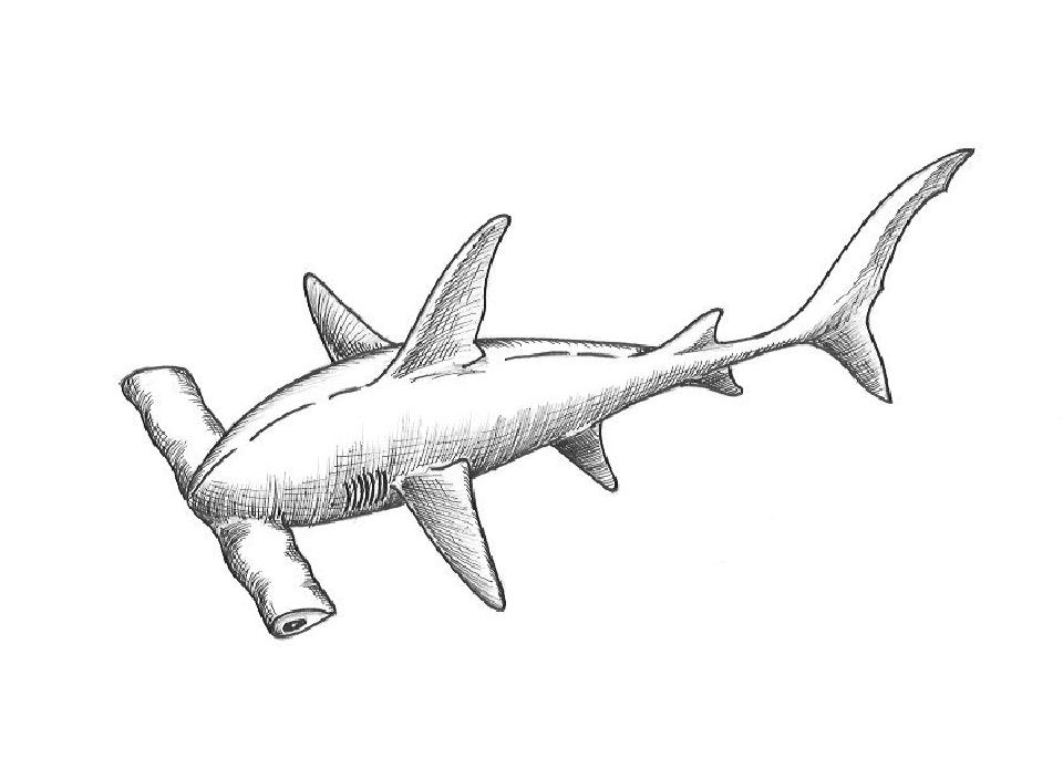 25 Easy Shark Drawing Ideas - How to Draw a Shark