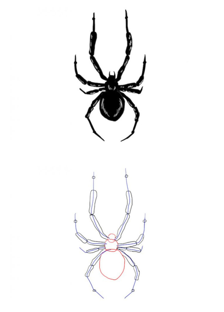 25 Easy Spider Drawing Ideas - How to Draw a Spider