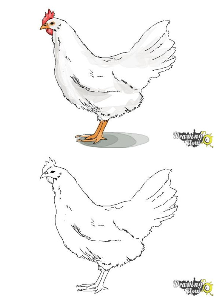 25 Easy Chicken Drawing Ideas - How to Draw a Chicken