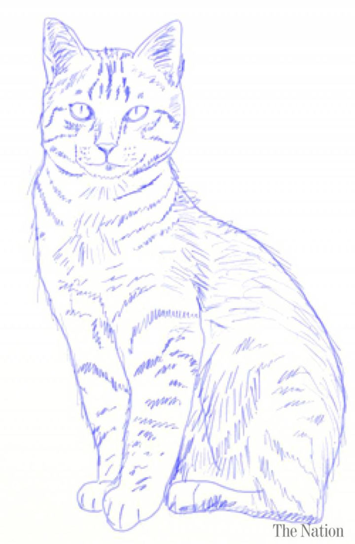30 Cute and Easy Cat Drawing Ideas - How To Draw A Cat - Blitsy