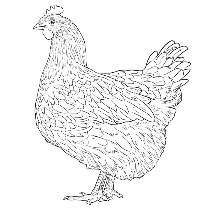 25 Easy Chicken Drawing Ideas - How to Draw a Chicken