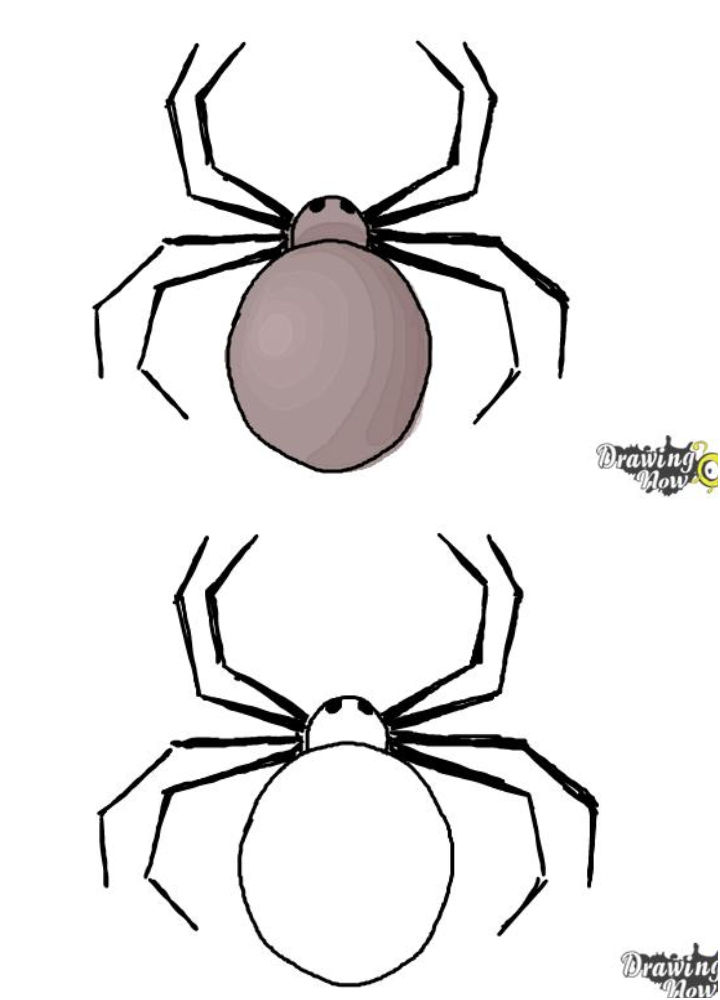 25 Easy Spider Drawing Ideas - How to Draw a Spider