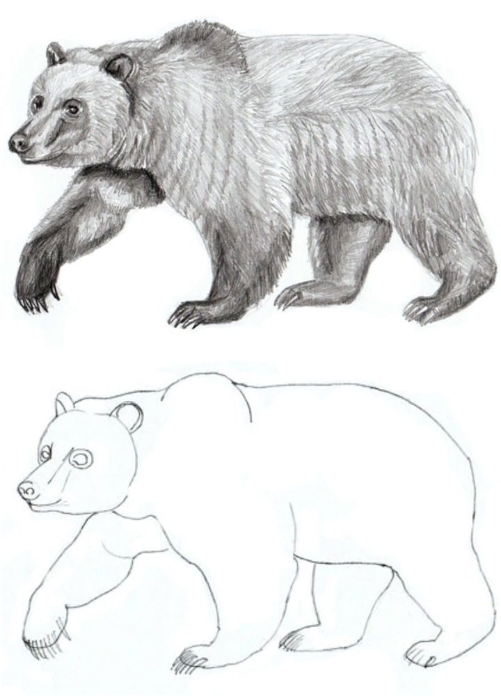 25 Easy Bear Drawing Ideas - How to Draw a Bear