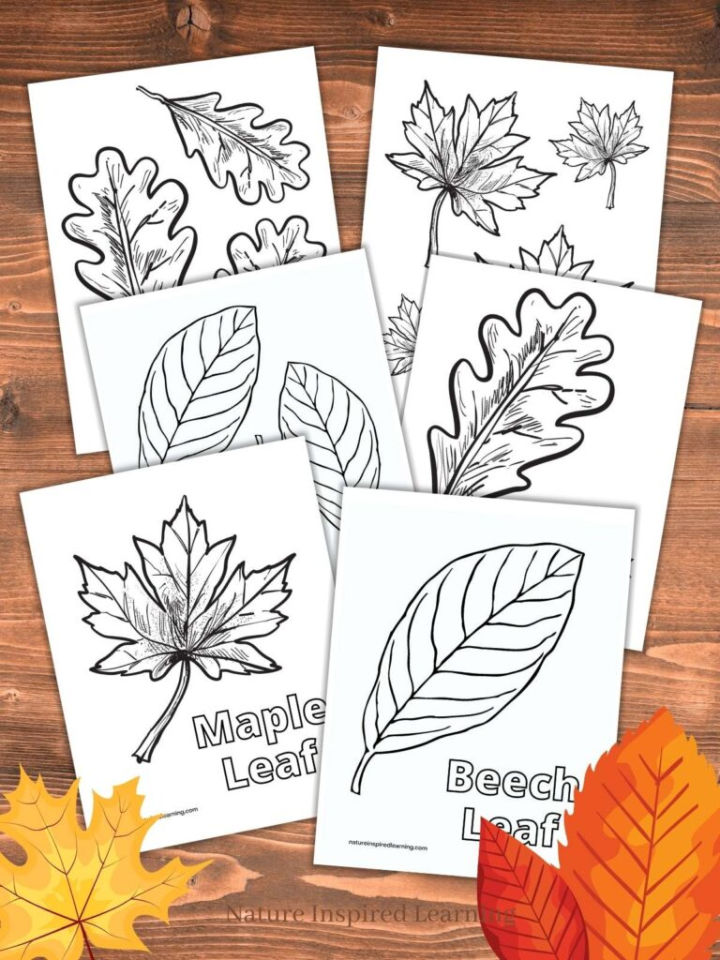 25 Free Printable Fall Coloring Pages for Kids and Adults