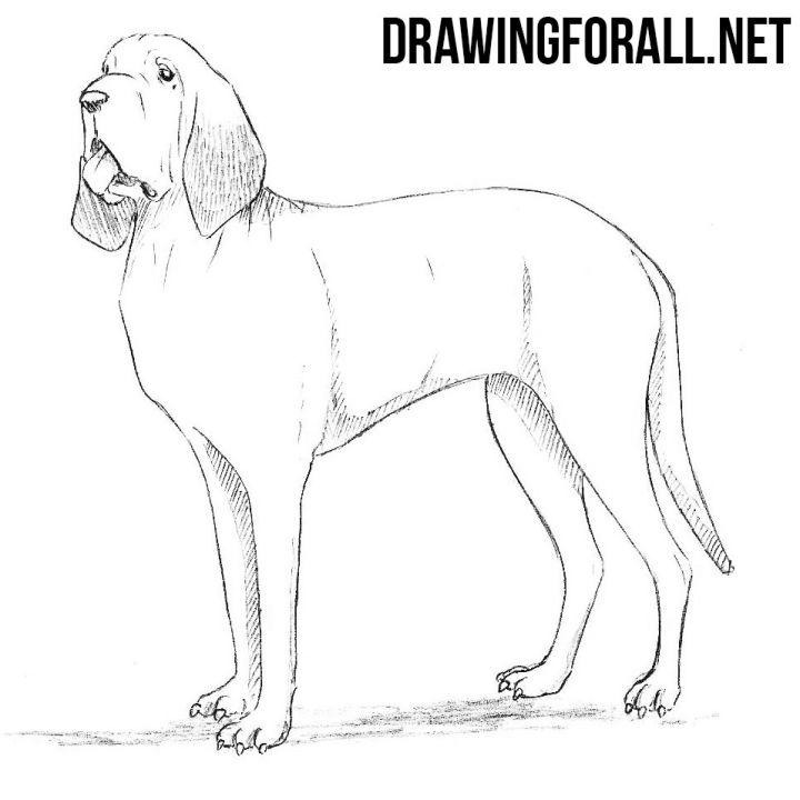 25 Easy Dog Drawing Ideas - How to Draw a Dog