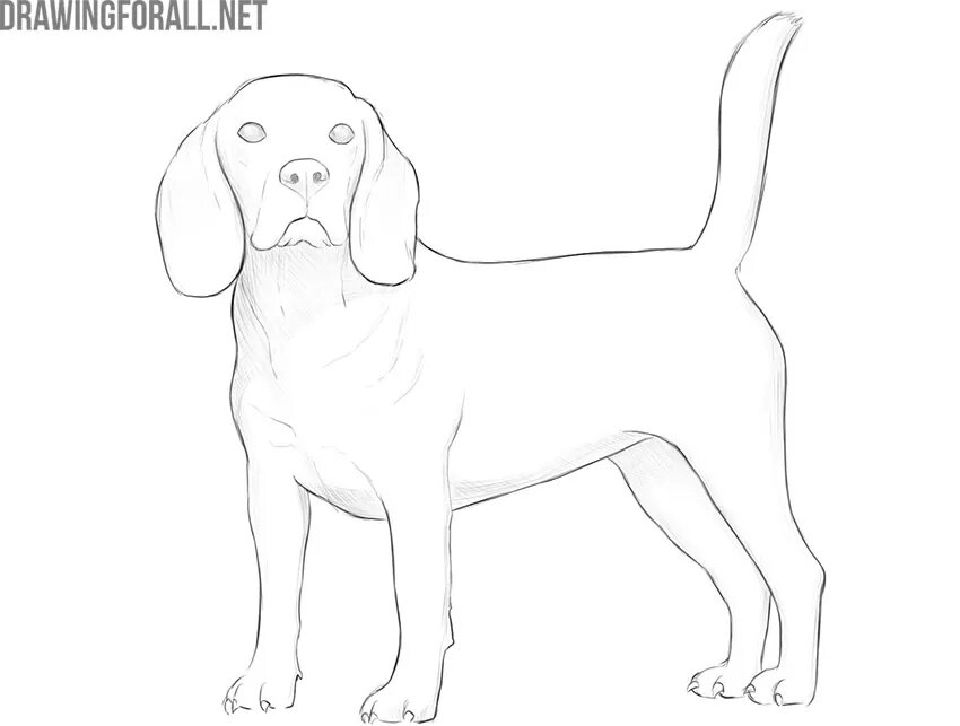 25 Easy Dog Drawing Ideas - How to Draw a Dog