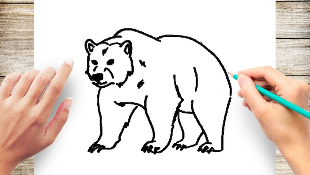 25 Easy Bear Drawing Ideas - How to Draw a Bear