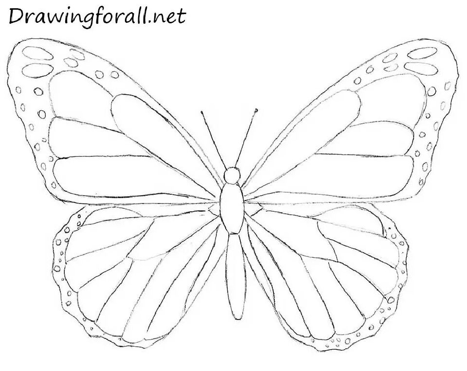 25 Easy Butterfly Drawing Ideas - How to Draw