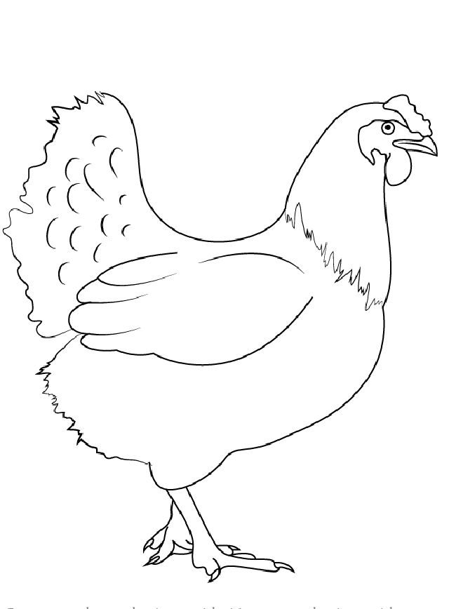 25 Easy Chicken Drawing Ideas - How to Draw a Chicken