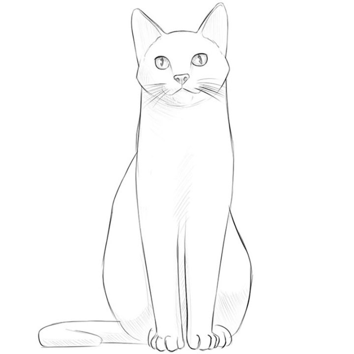 30 Cute and Easy Cat Drawing Ideas - How To Draw A Cat - Blitsy