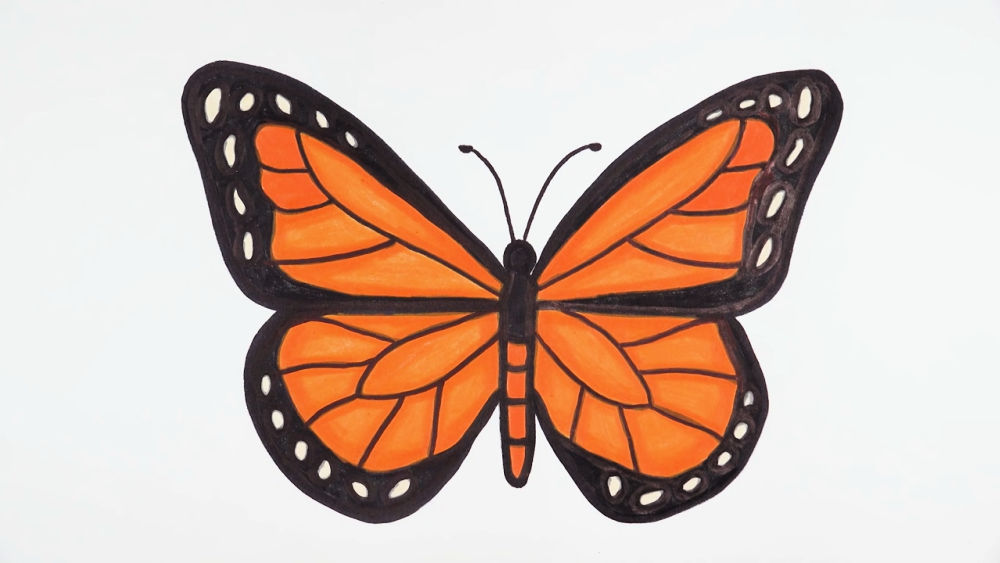 25 Easy Butterfly Drawing Ideas - How to Draw