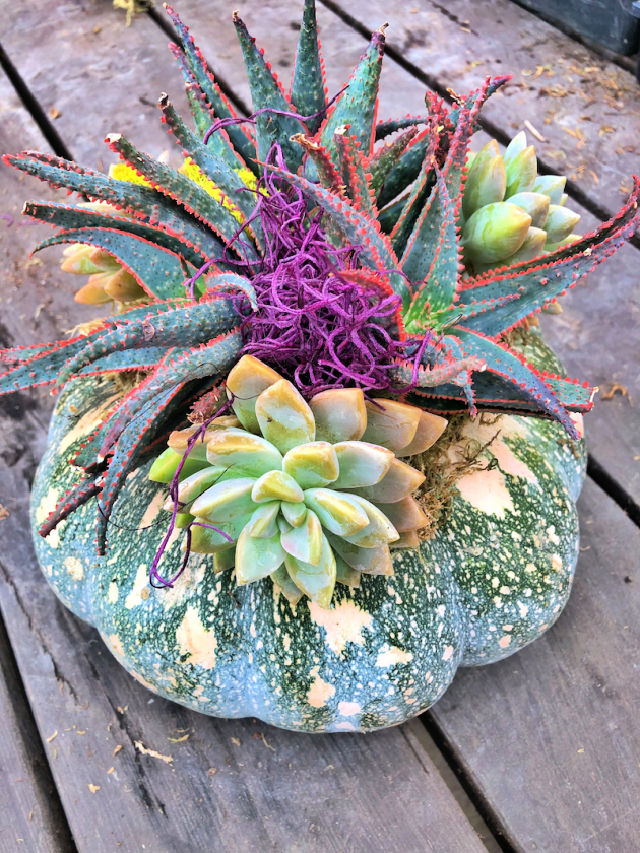 25 Simple Ways to Make a Pumpkin Planter - Blitsy