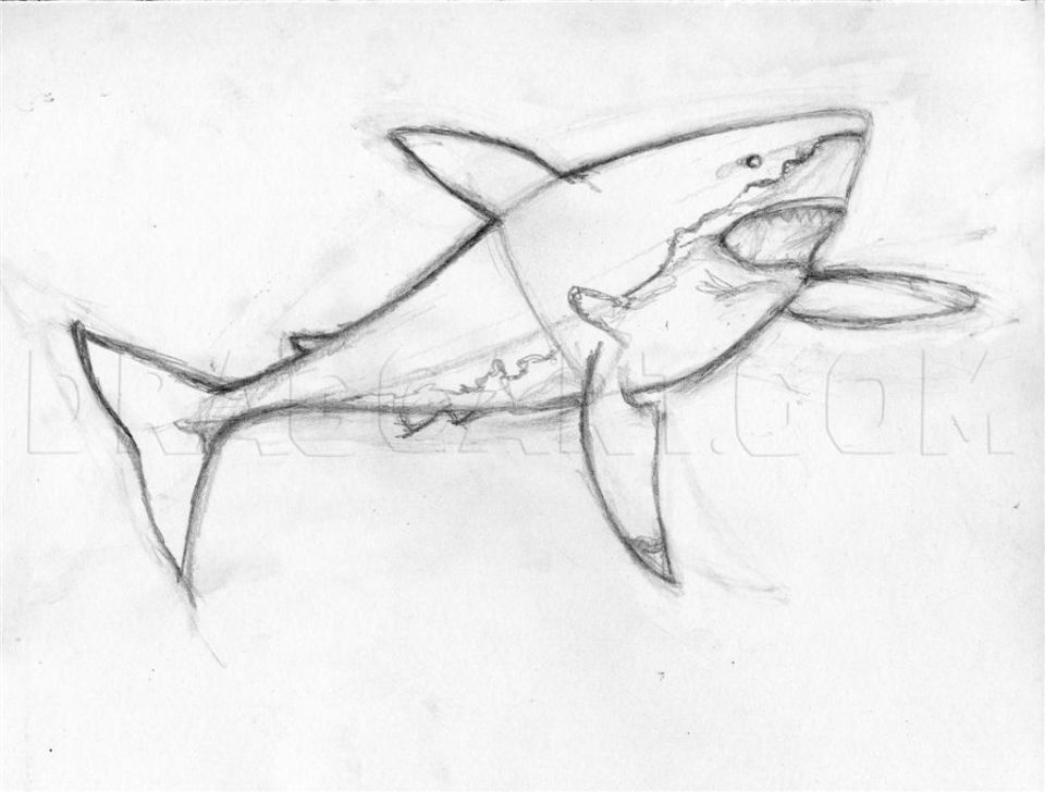 25 Easy Shark Drawing Ideas - How to Draw a Shark