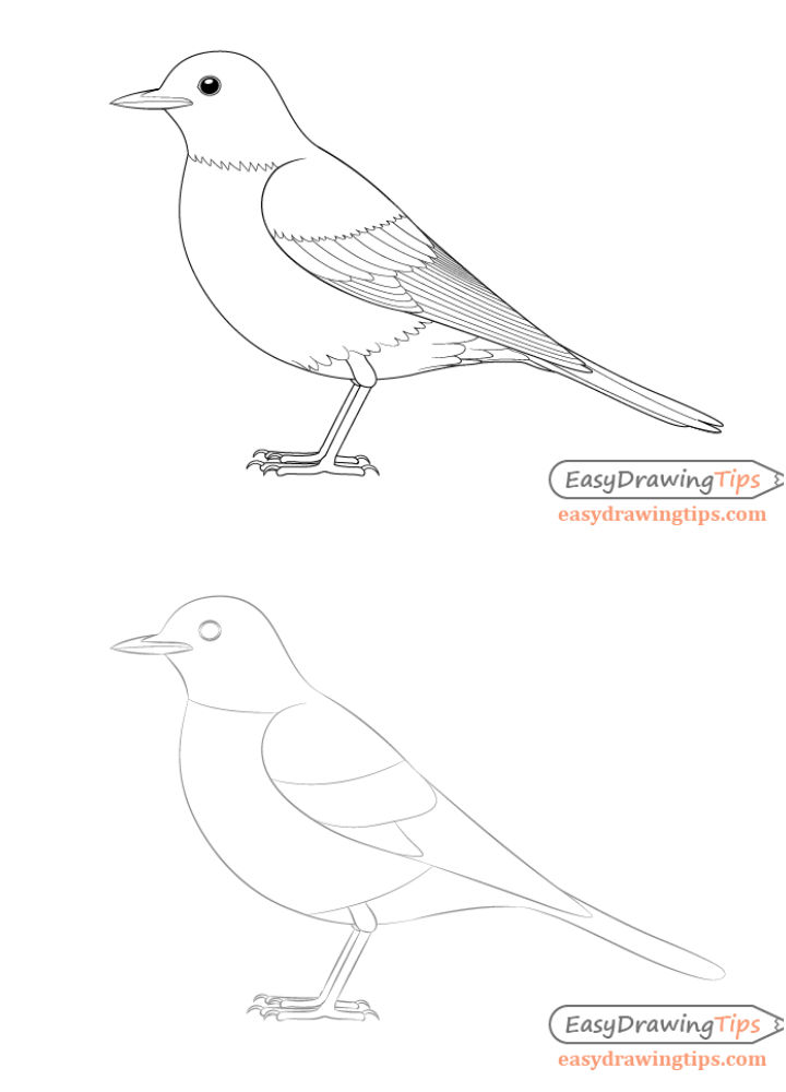 30 Easy Bird Drawing Ideas - How To Draw A Bird - Blitsy