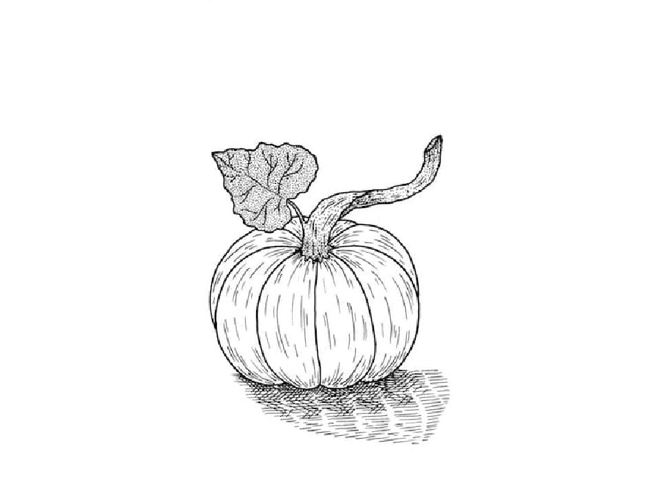 25 Easy Pumpkin Drawing Ideas - How To Draw A Pumpkin - Blitsy