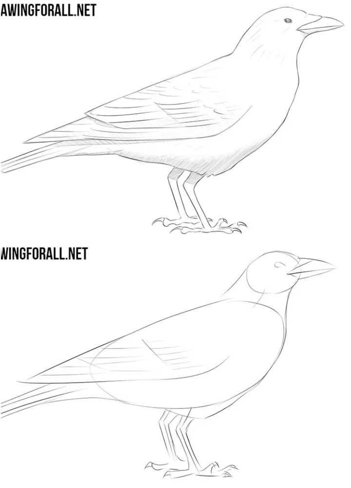 20 Easy Crow Drawing Ideas - How To Draw Crow - Blitsy