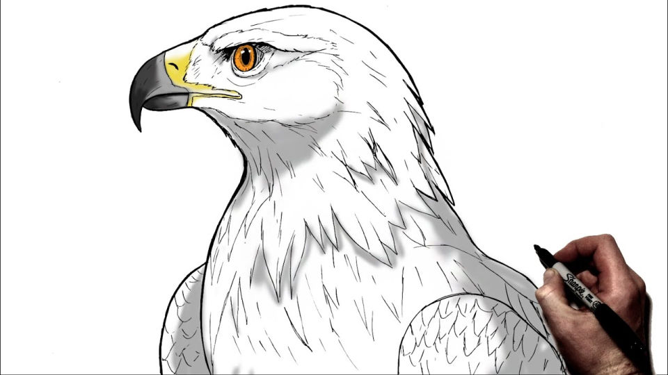 20 Easy Eagle Drawing Ideas - How To Draw An Eagle - Blitsy