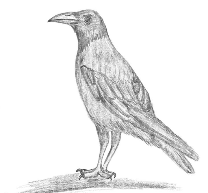 20 Easy Crow Drawing Ideas - How To Draw Crow - Blitsy
