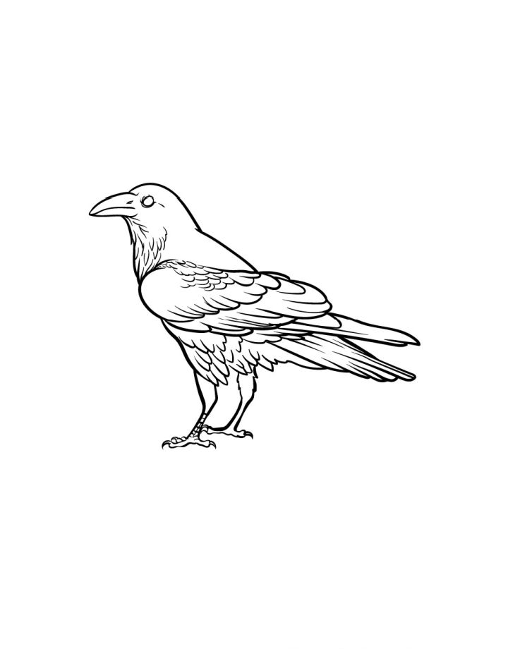 20 Easy Crow Drawing Ideas - How To Draw Crow - Blitsy