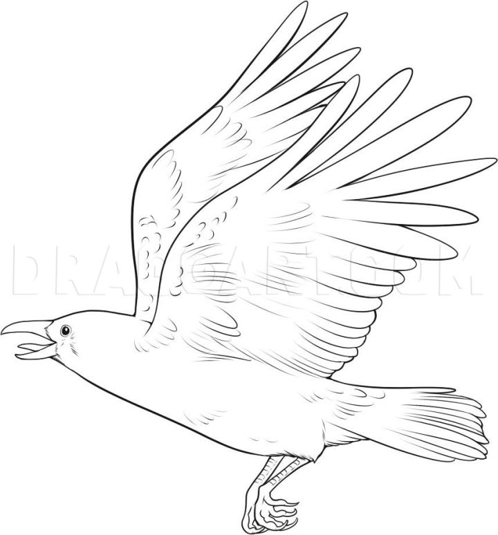 20 Easy Crow Drawing Ideas - How To Draw Crow - Blitsy